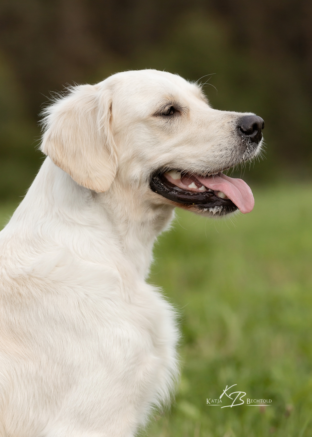 Golden Glamour Retriever